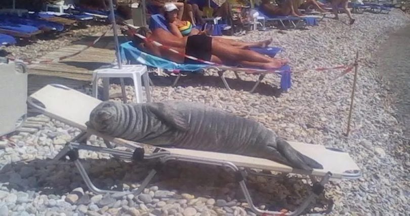 Top 50 Hilarious Fails That Can Only Happen On the Beach | Global Tiny ...